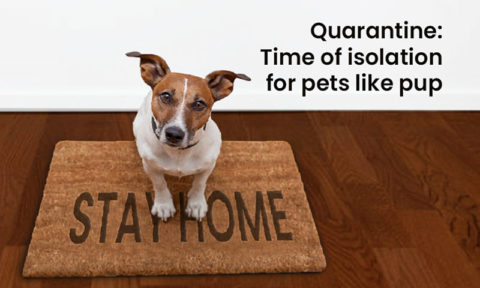 Quarantine: time of isolation for pets like pup- Dog quarantine COVID19 ...