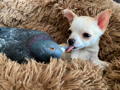 A pup and pigeon: little adorable friends showing love