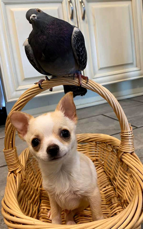 A pup and pigeon: little adorable friends showing love