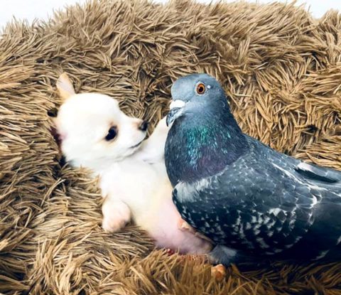 A pup and pigeon: little adorable friends showing love