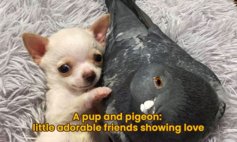 A pup and pigeon: little adorable friends showing love