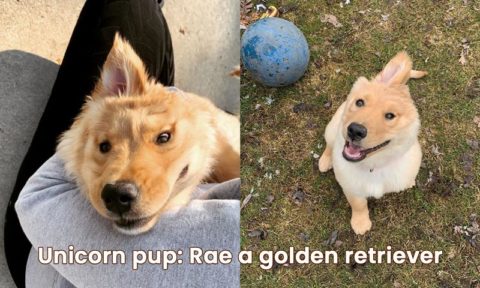 Unicorn Puppy: Rae a golden retriever - with a single ear